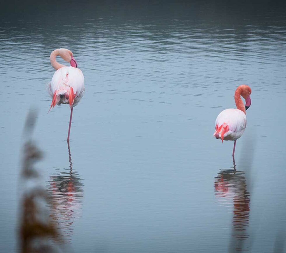 Parc ornithologique du pont de Gau: Opening hours, access and practical ...